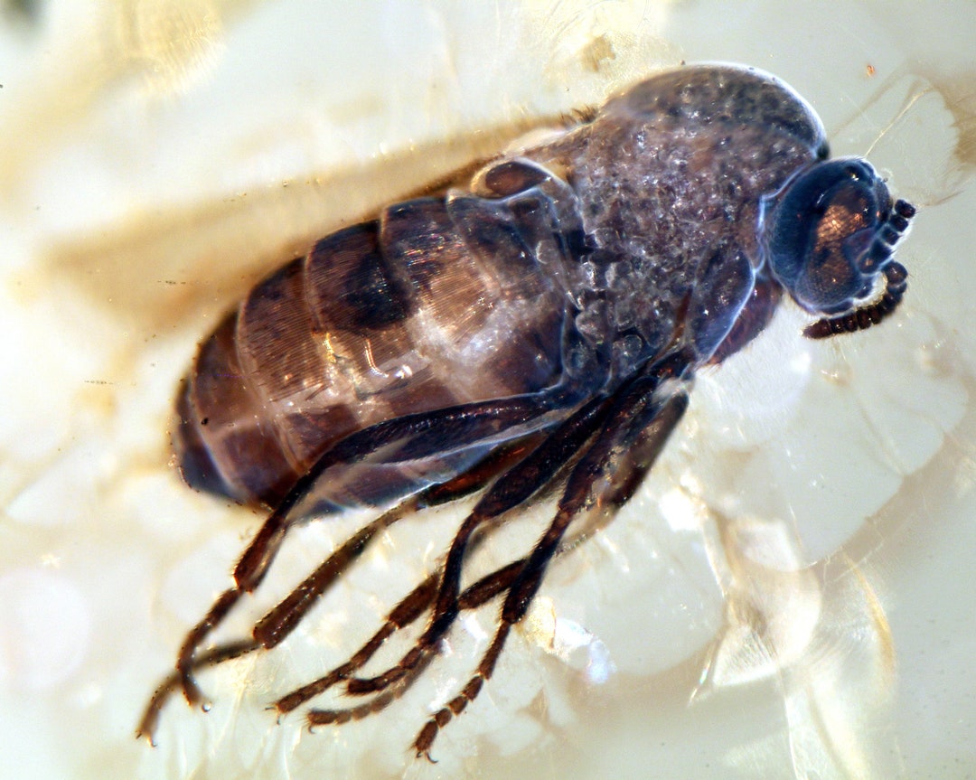 Baltic Amber Inclusion 9029 Strange Black Scavanger Fly Scatopsidae ...