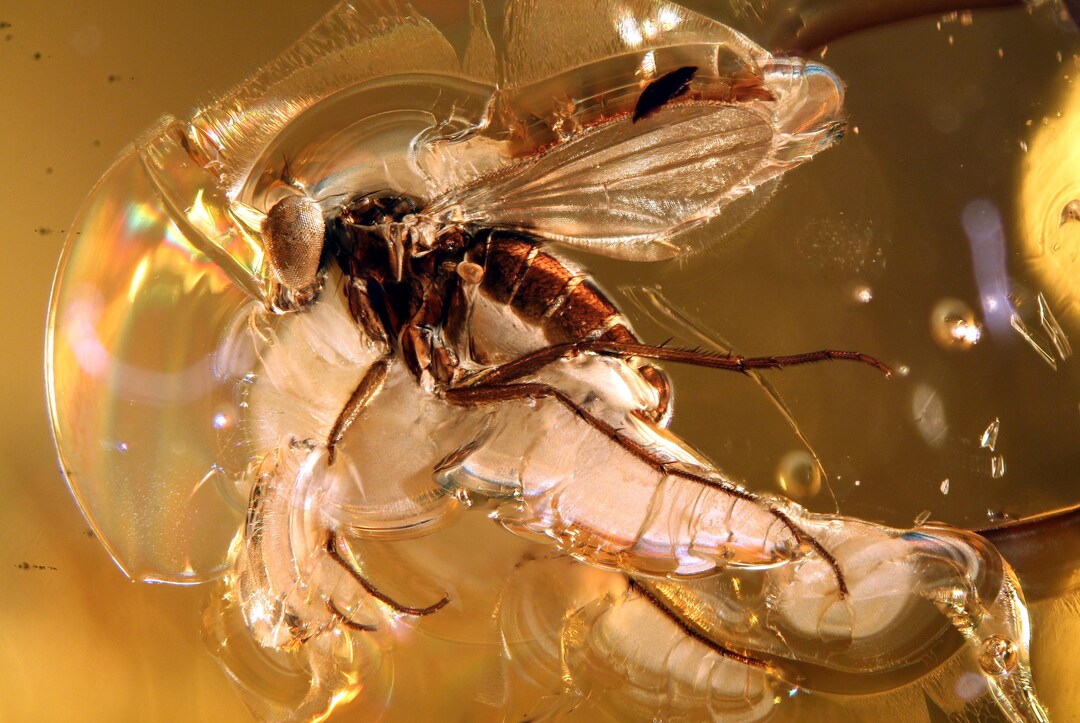 Baltic Amber Inclusion 10129 Nice Dolichopodidae Fly in Very Clear ...