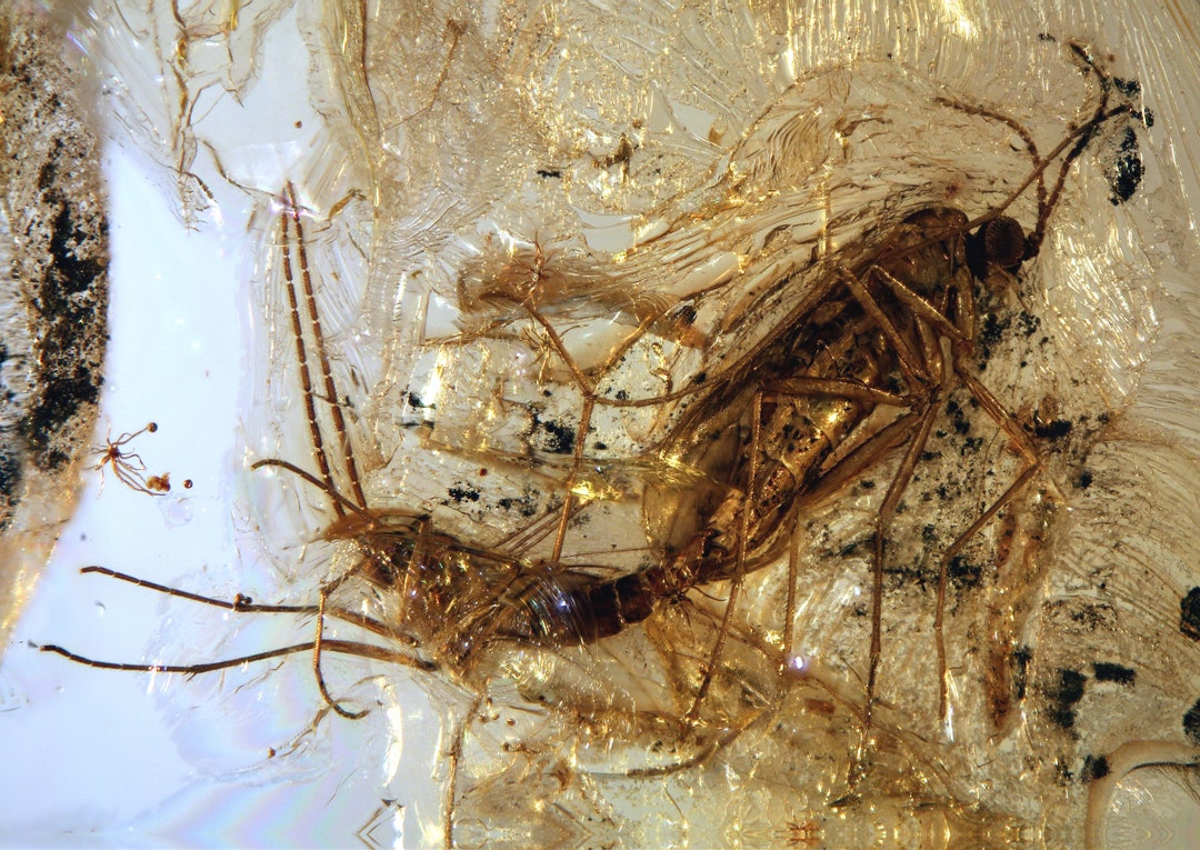 Baltic Amber Inclusion 8448 Rare Scene: Copulating Gnats, Diptera in ...