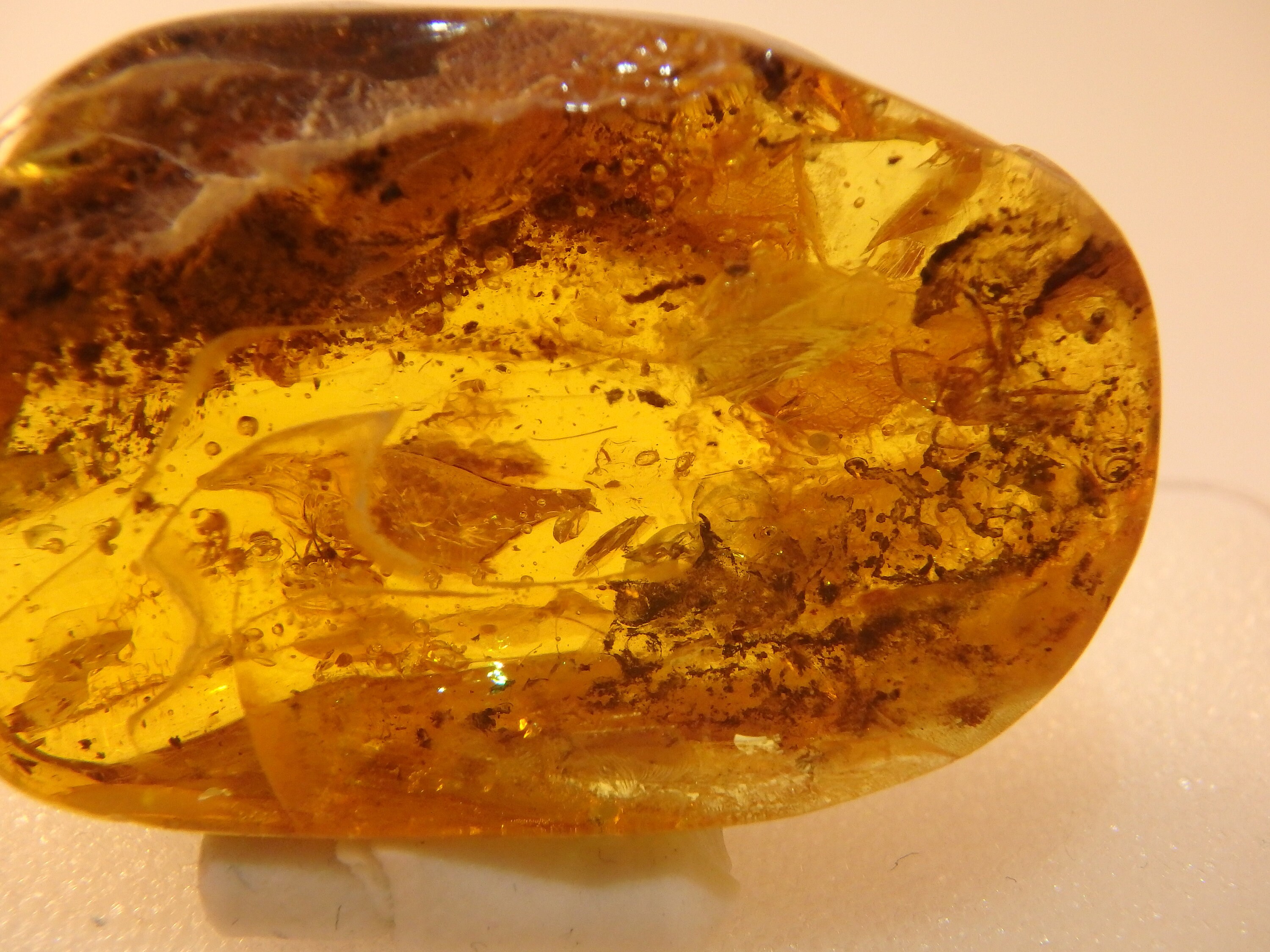 Baltic Amber Inclusion 6869 Large Spider Exuvia in Big Amber - Etsy