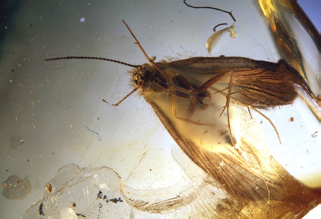Baltic Amber Inclusion 8141 Nice Caddis Fly Trichoptera. Genuine ...