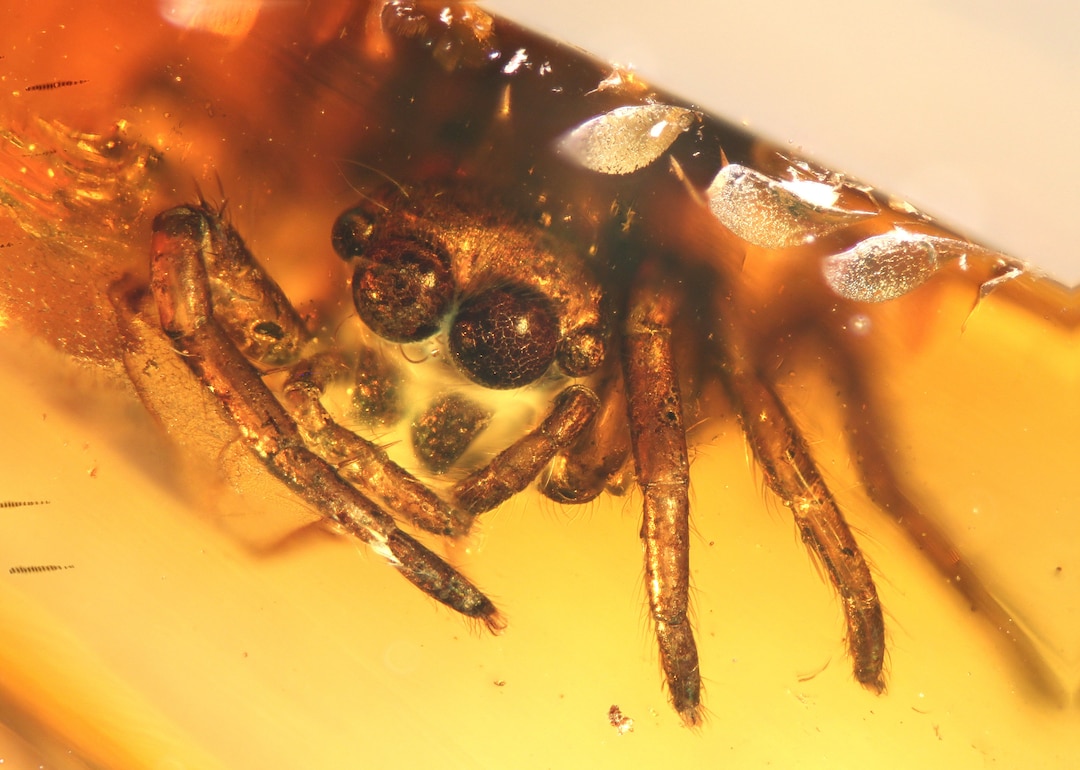 Baltic Amber Inclusion 8927 Rare Jumping Spider Salticidae. Arachnida ...