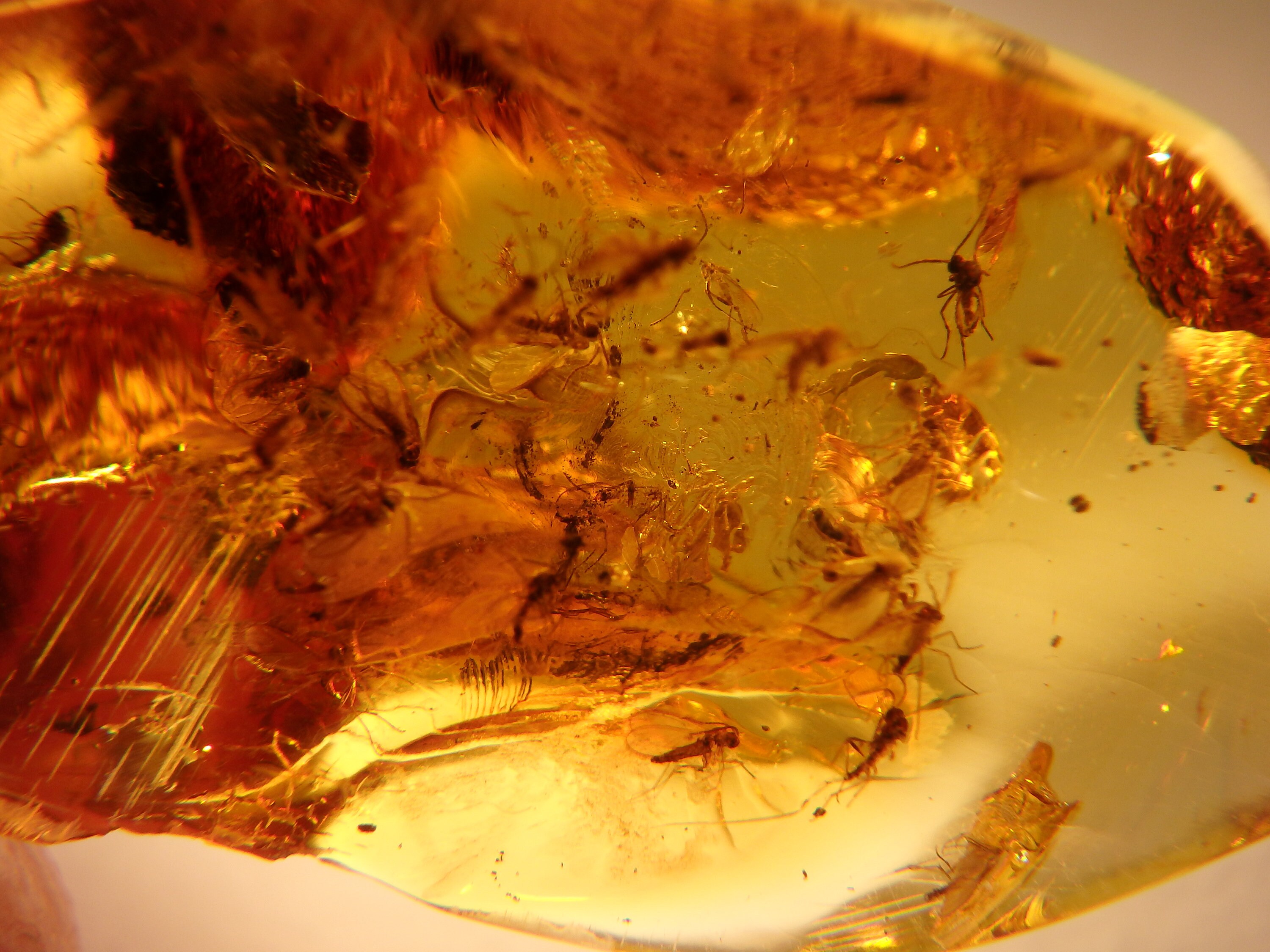 Baltic Amber Inclusion 4670 Great Swarm of Many Flies. Fossil Insect ...