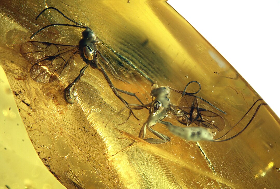Baltic Amber Inclusion 8598 Rare Scene of 2 Nice Ichneumon Wasps ...