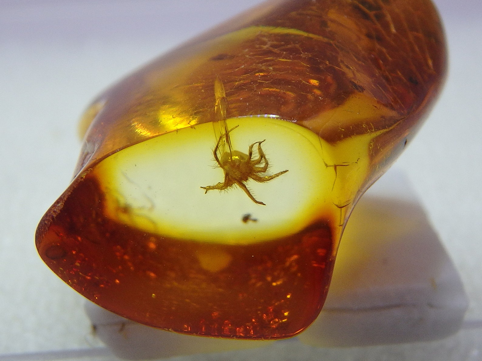 Baltic Amber Inclusion 9422 Very Nice Photogenic Hairy Mite. Acari ...