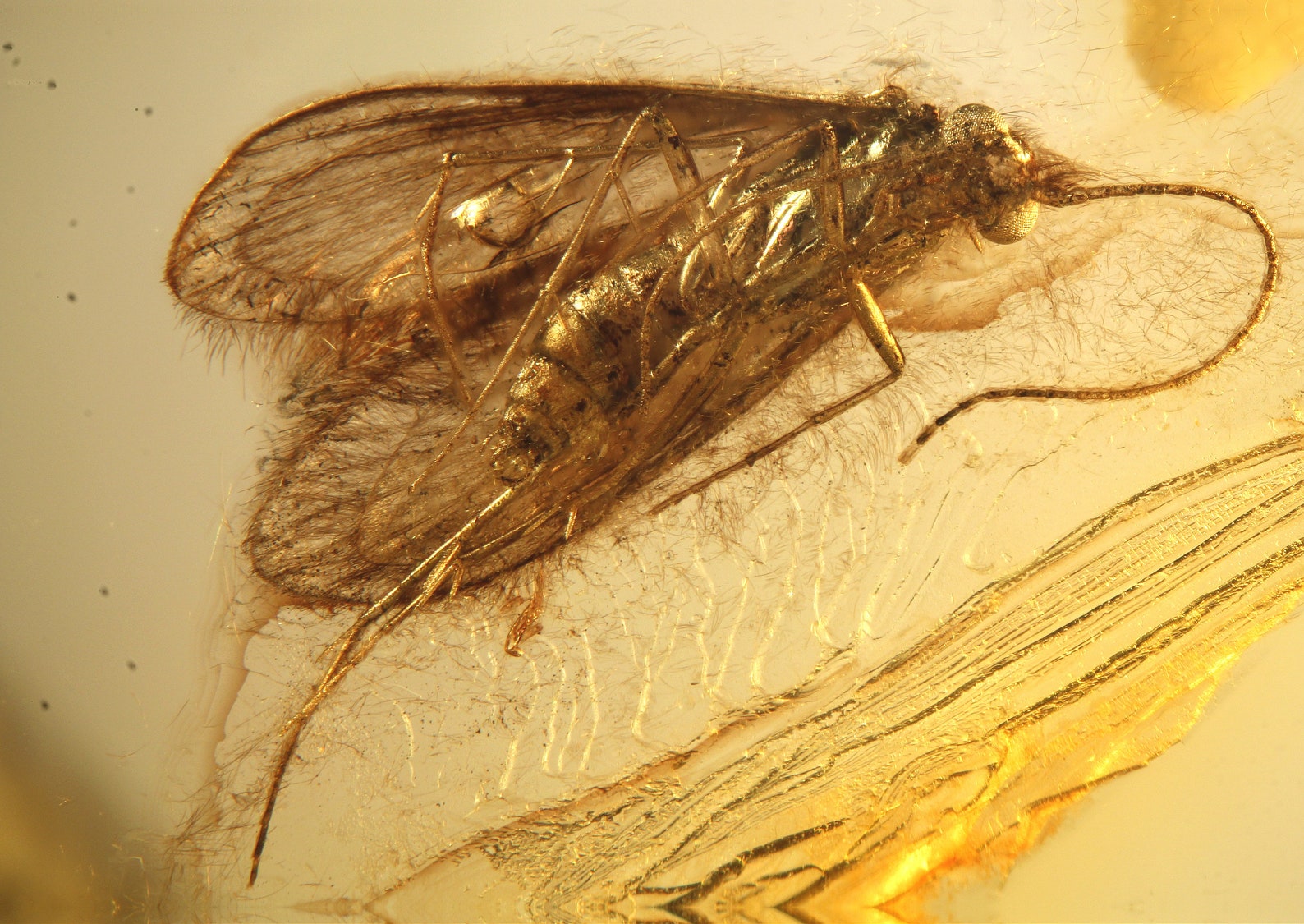 Baltic Amber Inclusion 8332 Perfect Caddis Fly. Trichoptera. Collection ...