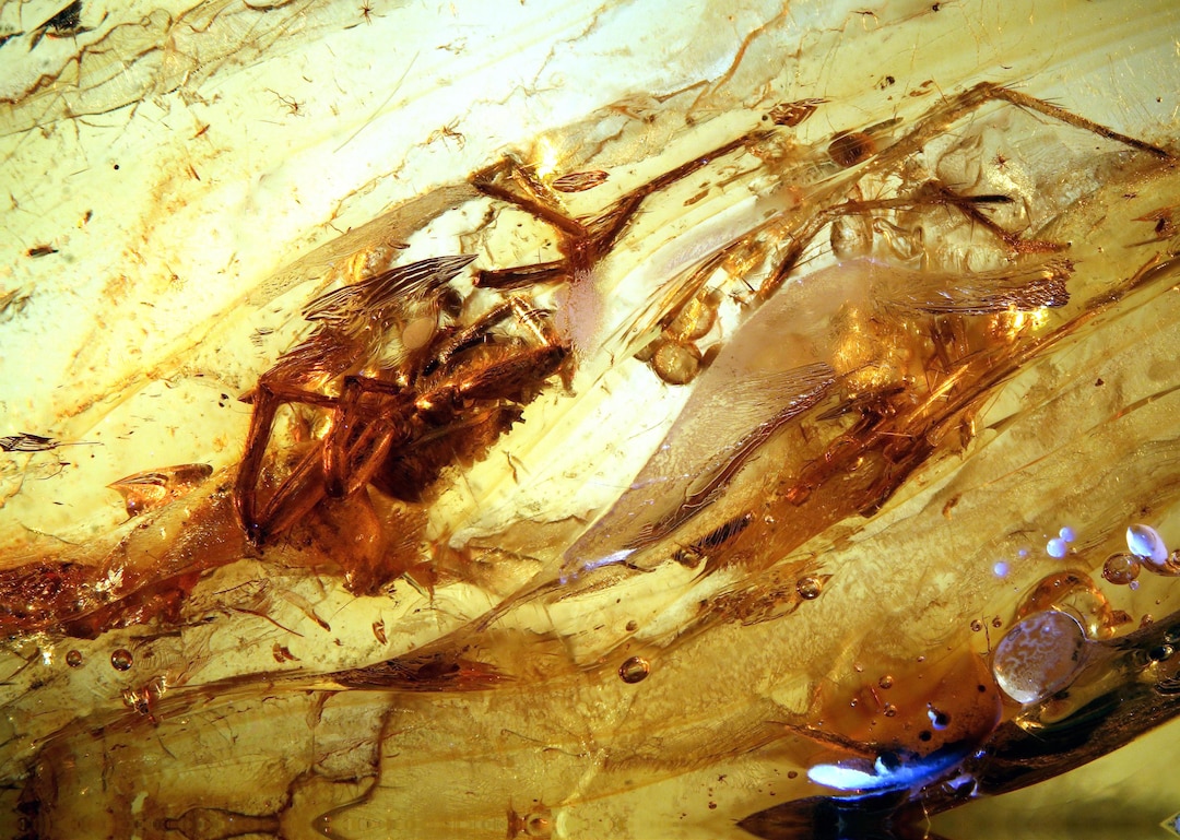 Baltic Amber Inclusion 9839 Three Spiders or Spider Exuvia Scene ...