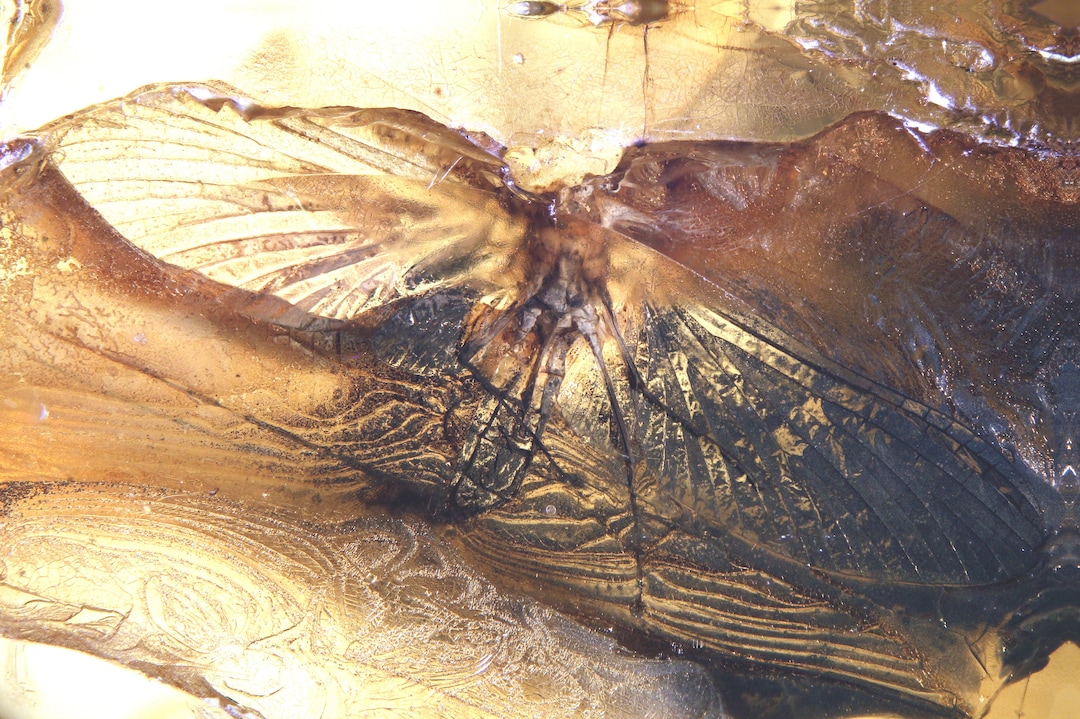 Baltic Amber Inclusion 7806 Mayfly Wings and Body. Ephemeroptera ...