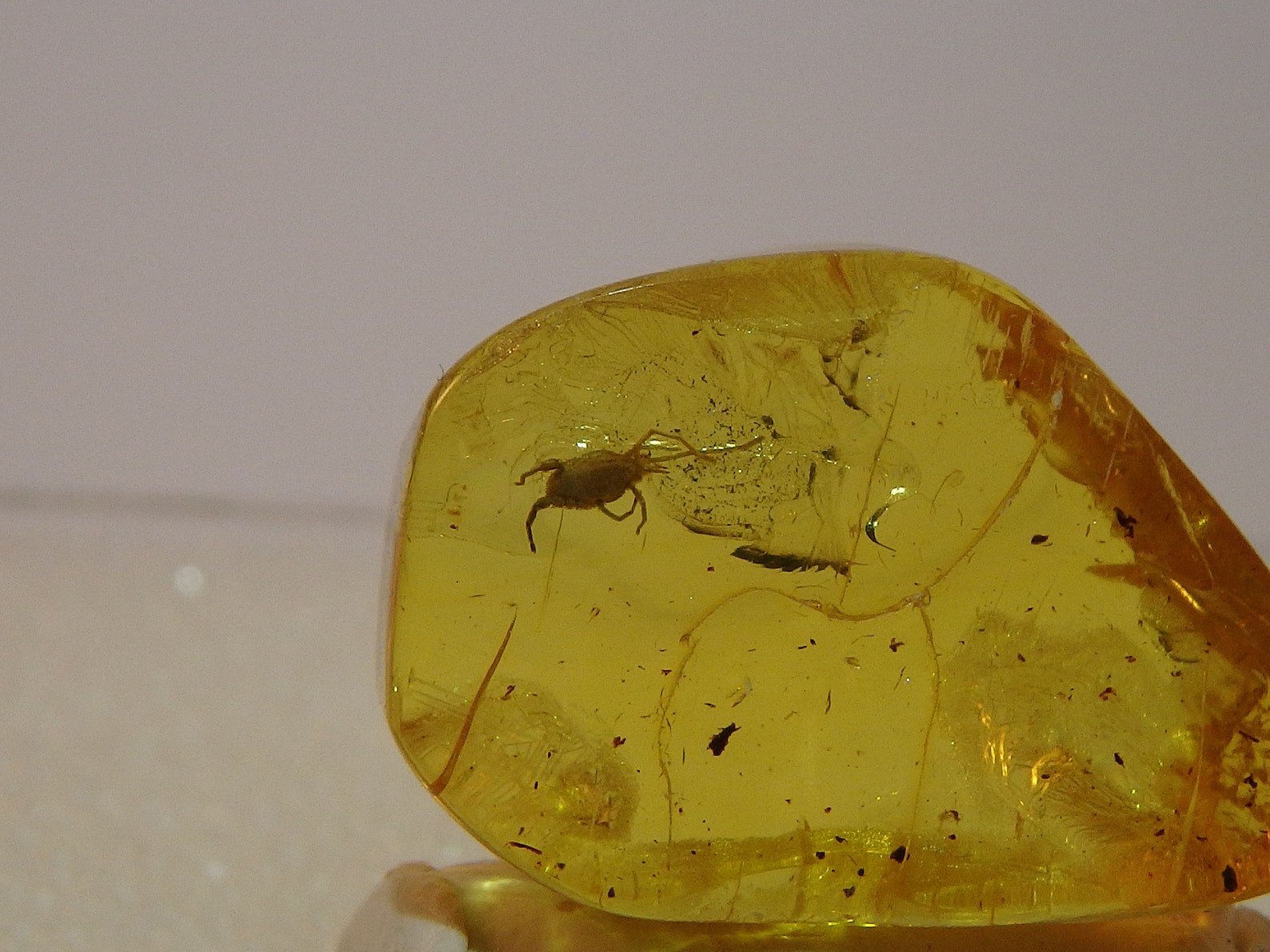 Baltic Amber Inclusion 7895 Perfect Long Legged Mite. - Etsy