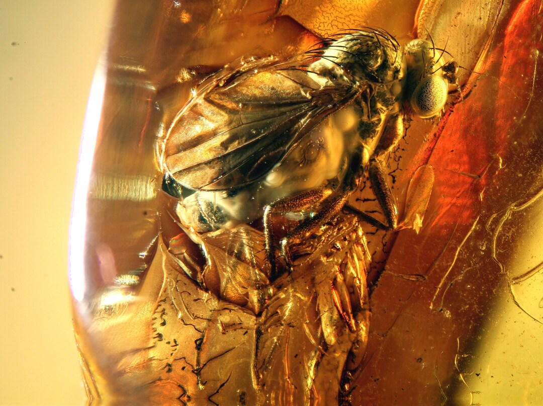 Baltic Amber Inclusion 9828 Rare Looking Fly in Large and Thick Amber 4 ...