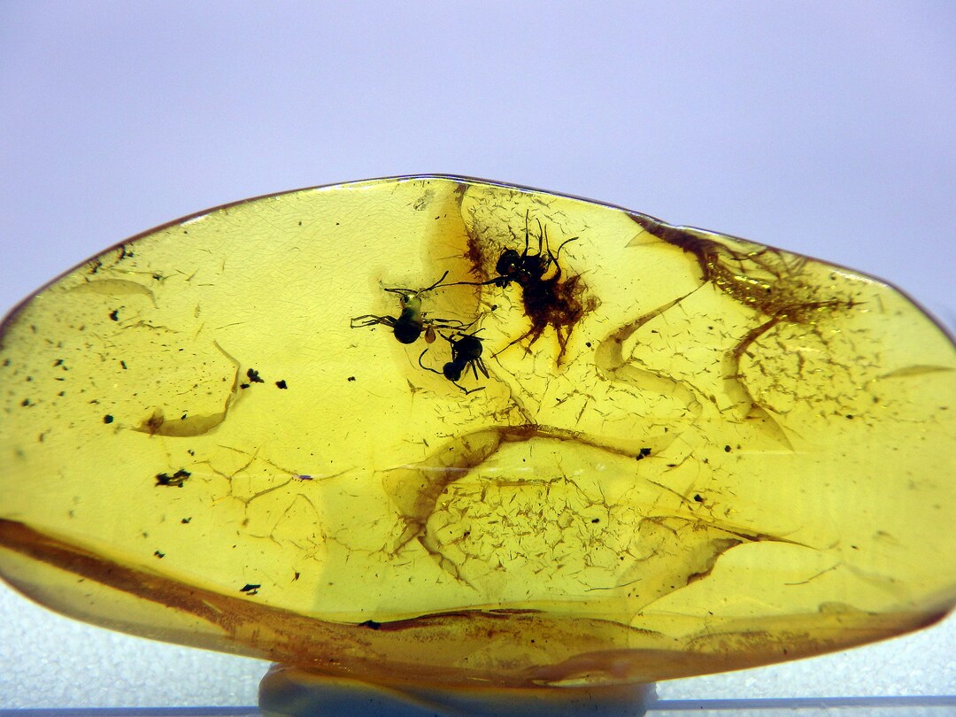 Baltic Amber Inclusion 9570 Three Ants in One Amber Stone. Good for ...