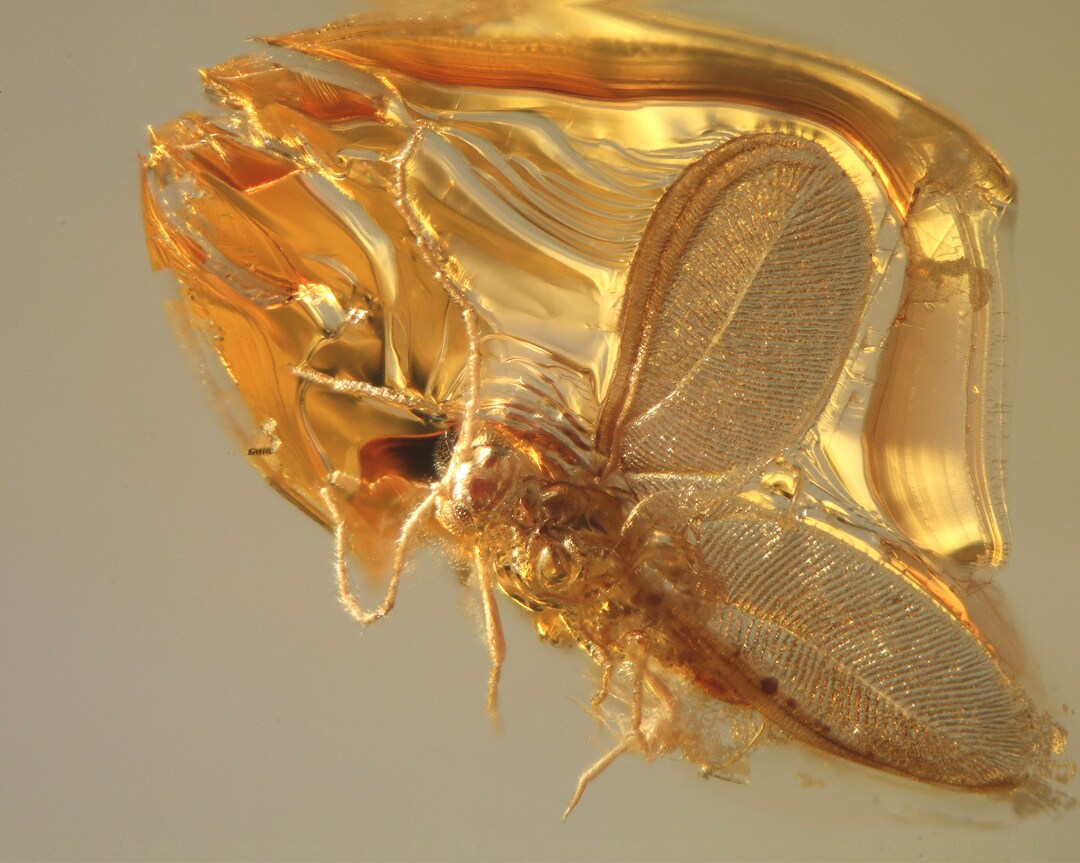 Baltic Amber Inclusion 6685 Great Scale Insect, Coccid ! Fossil Insect ...