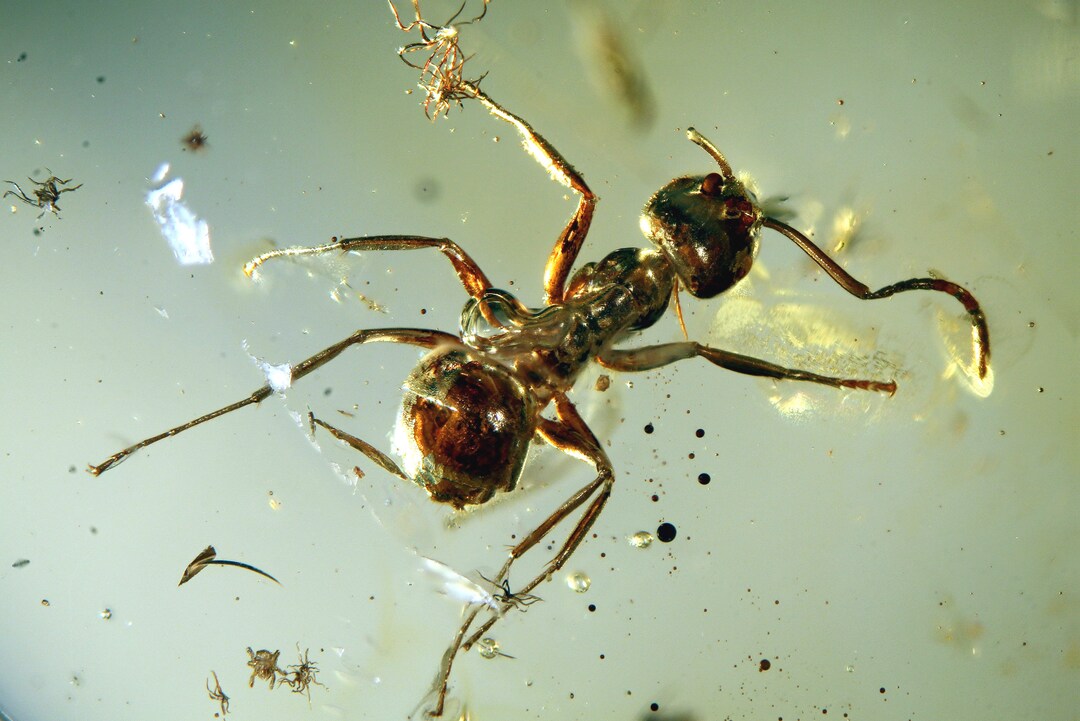 Baltic Amber Inclusion 9103 Perfect Ant Stellate Hairs From Oak ...
