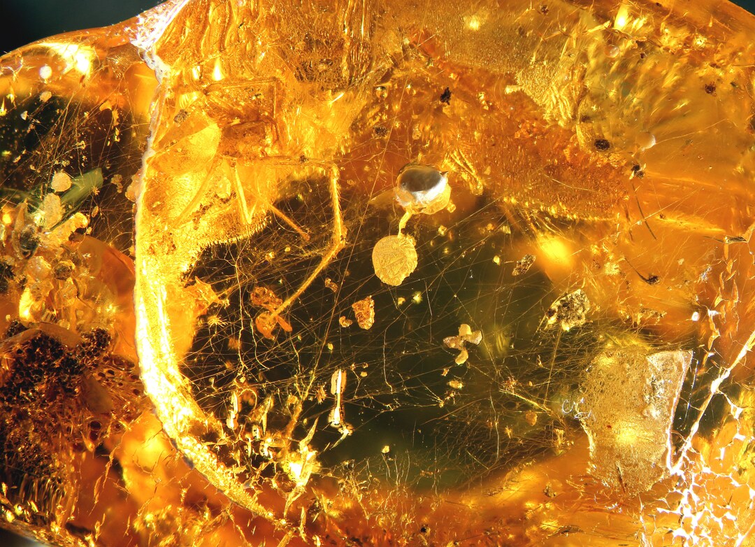 Baltic Amber Inclusion 8890 Rare Fantastic Spider Web + Spider Inside ...