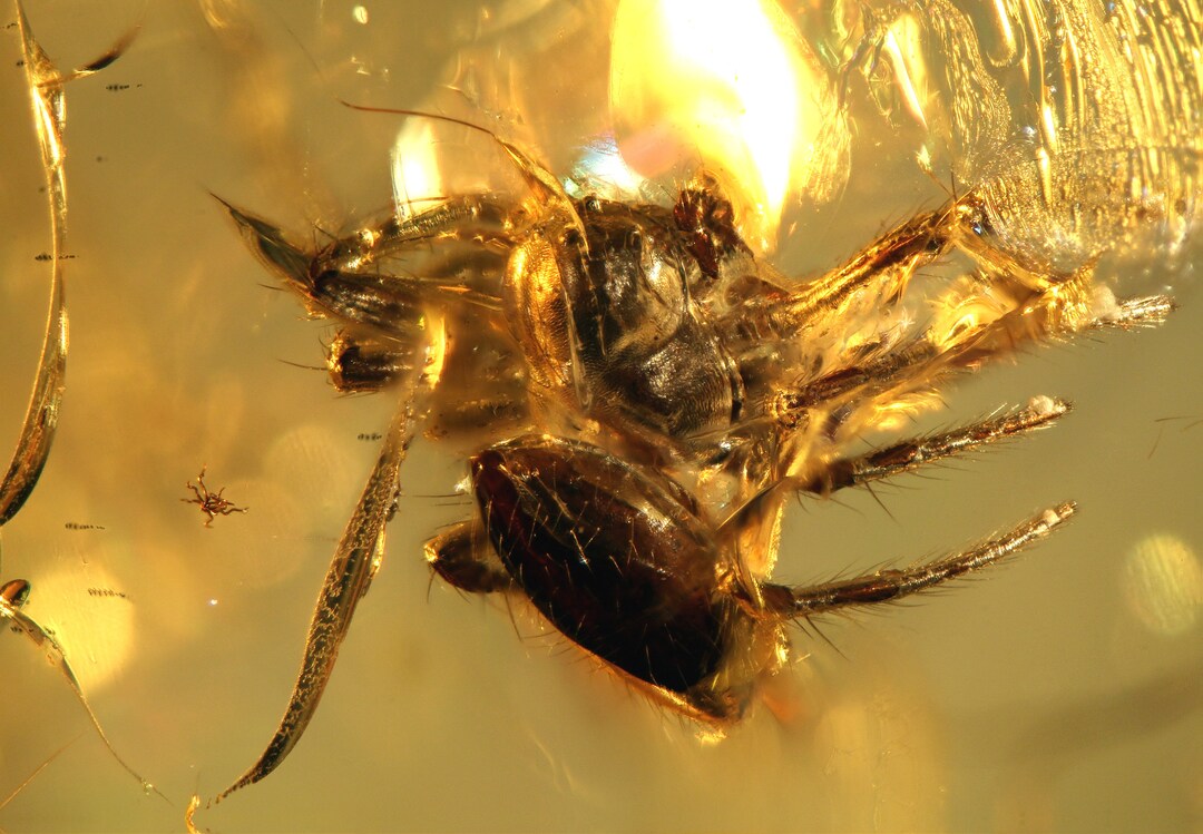 Baltischer Bernstein Einschluss 6522 Schönes männliches Spinnenfossil ...