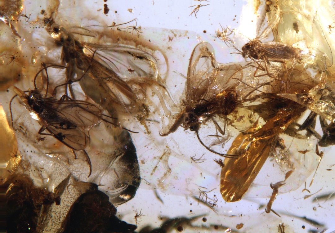 Baltic Amber Inclusion 6651 Great Swarm OF Flies + Ant + More. Fossil ...