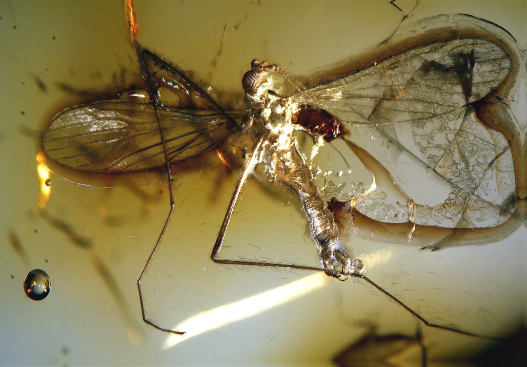 Baltic Amber Inclusion 8919 Nice Crane Fly Limoniidae in Clear Bright ...