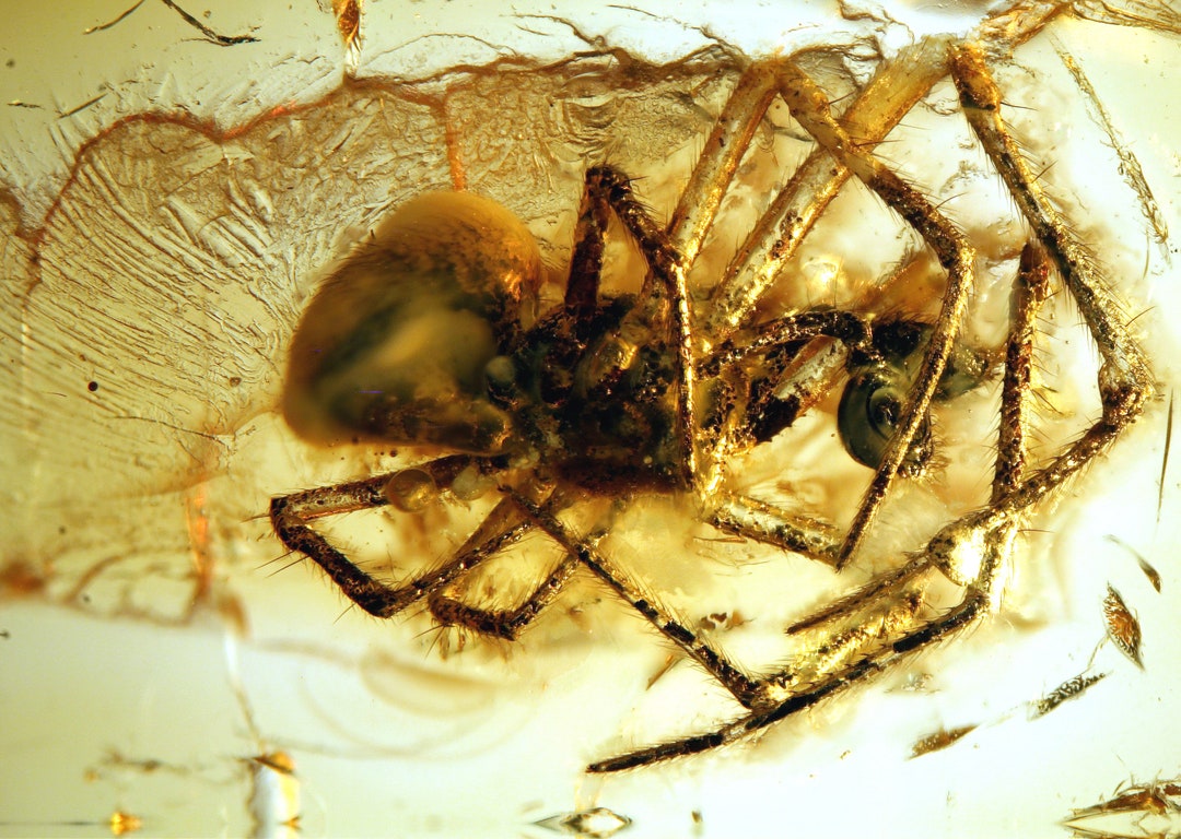 Baltic Amber Inclusion 9018 Very Nice Male Spider. Arachnida. Araneae ...