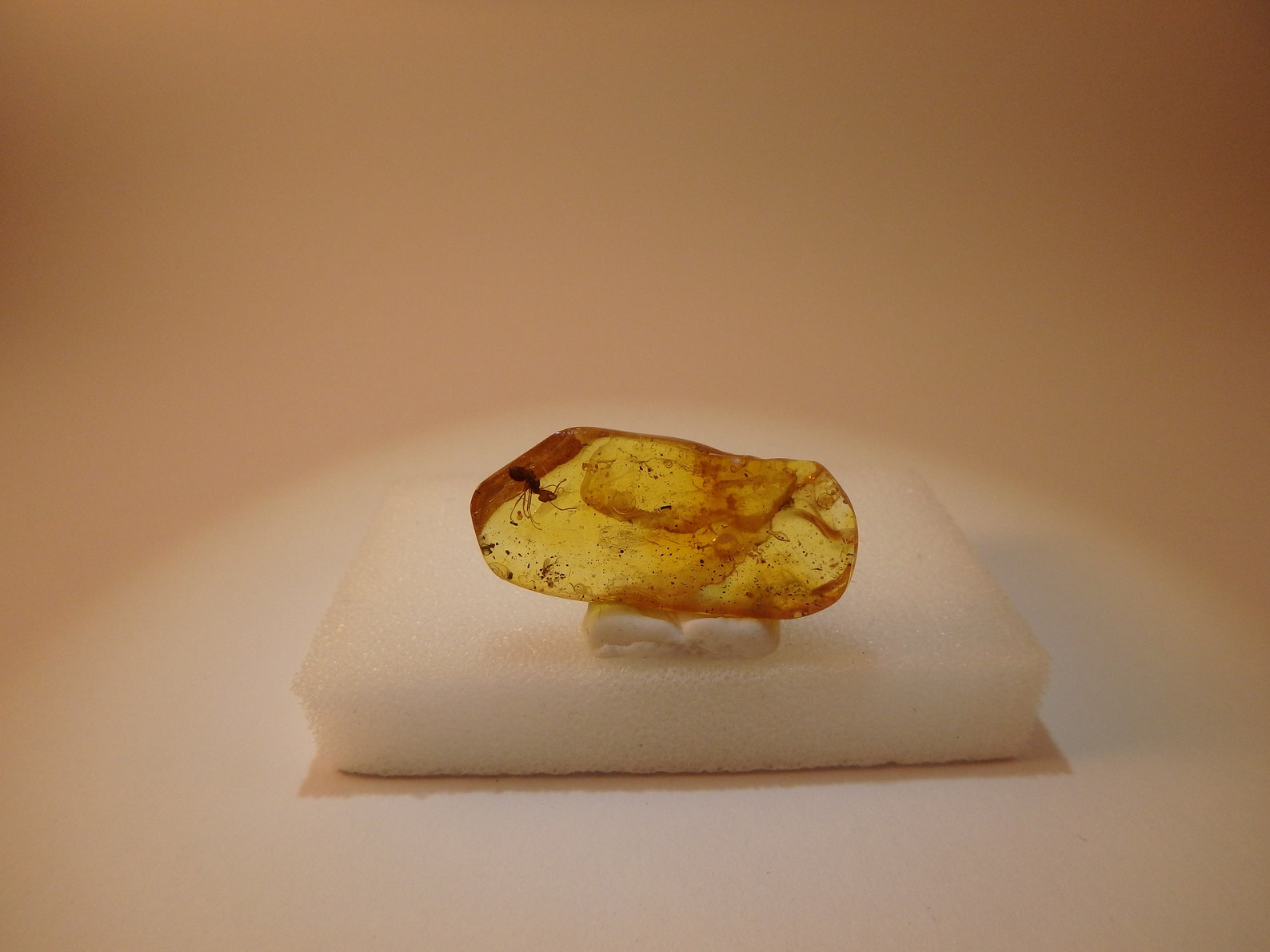 Baltic Amber Inclusion 6190 Spectacular Colorful Ant - Etsy