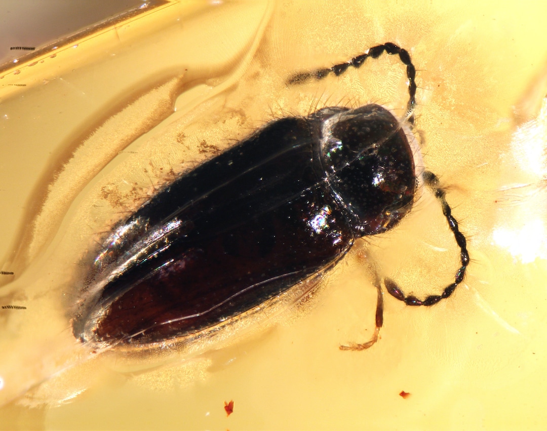 Baltic Amber Inclusion 8921 Soft-bodied Plant Beetle - Artematopodidae ...