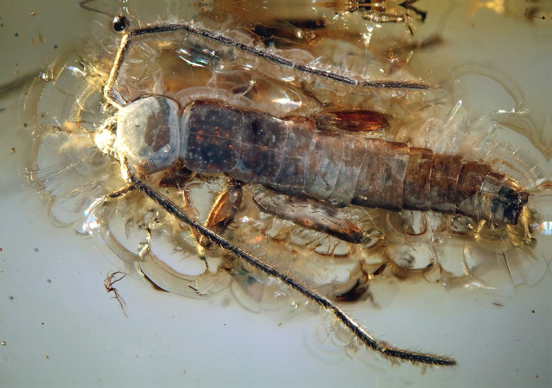 Baltic Amber Inclusion 7719 Very Rare Uncommon Earwig Dermaptera ...