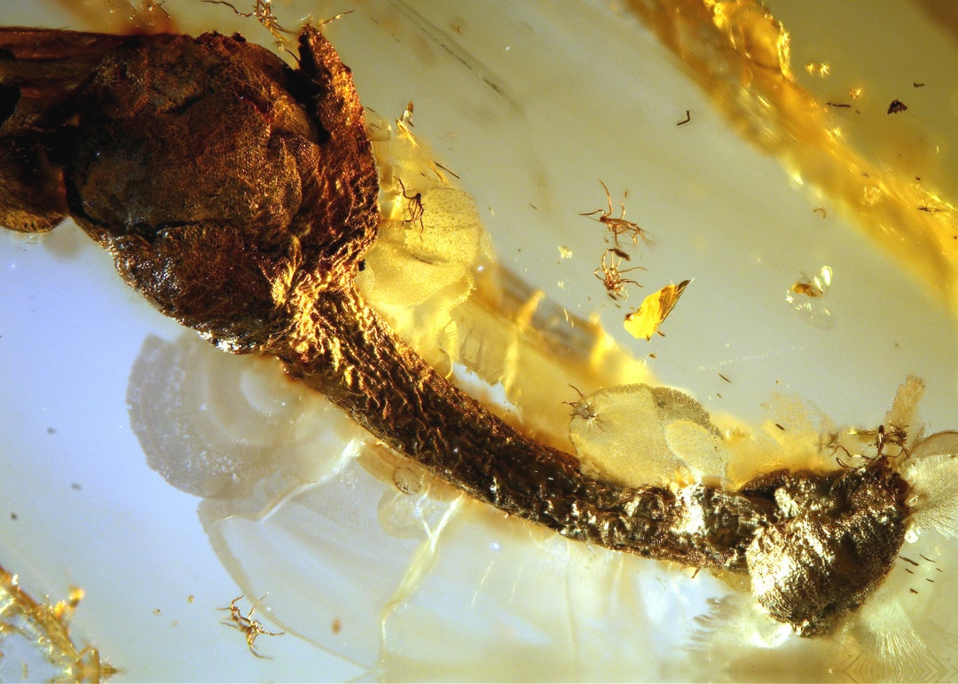 Baltic Amber Inclusion 8219 Very Rare Flower + Beetle + Termite Scene ...