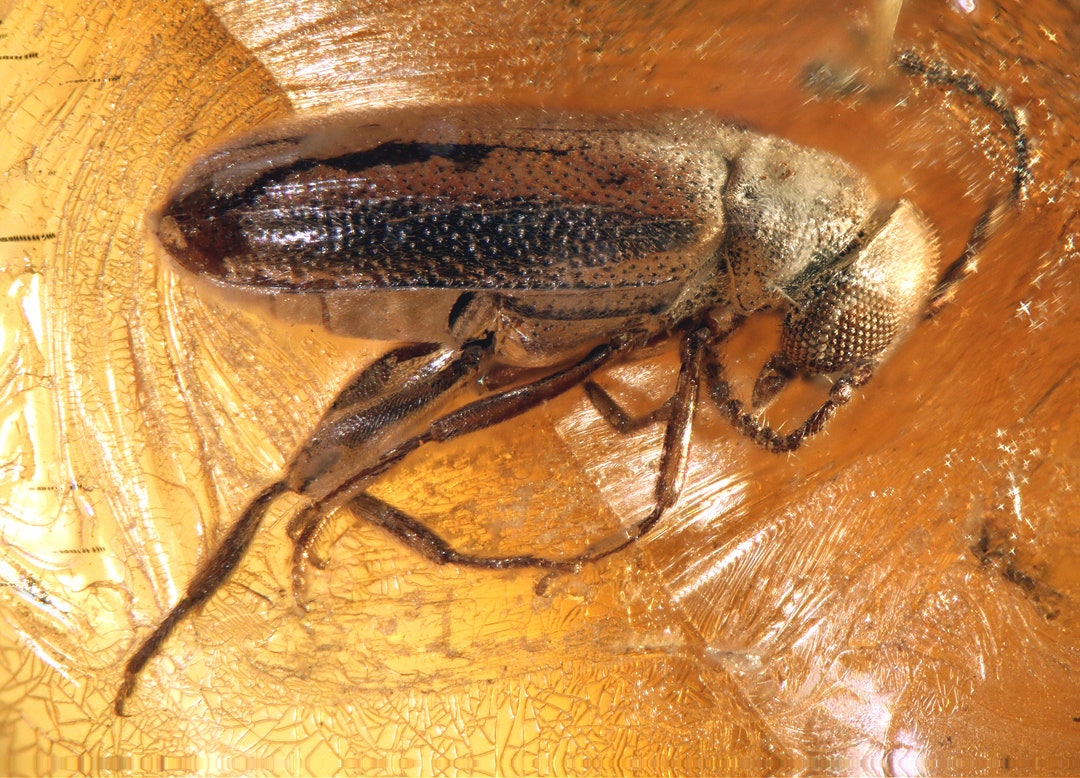 Baltic Amber Inclusion 8575 Very Nice Ant-like Leaf Beetle. Aderidae ...