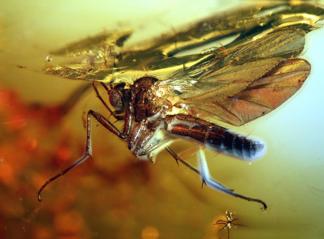 Baltic Amber Inclusion 10165 Nice Fungus Gnat. Mycetophilidae. Diptera ...