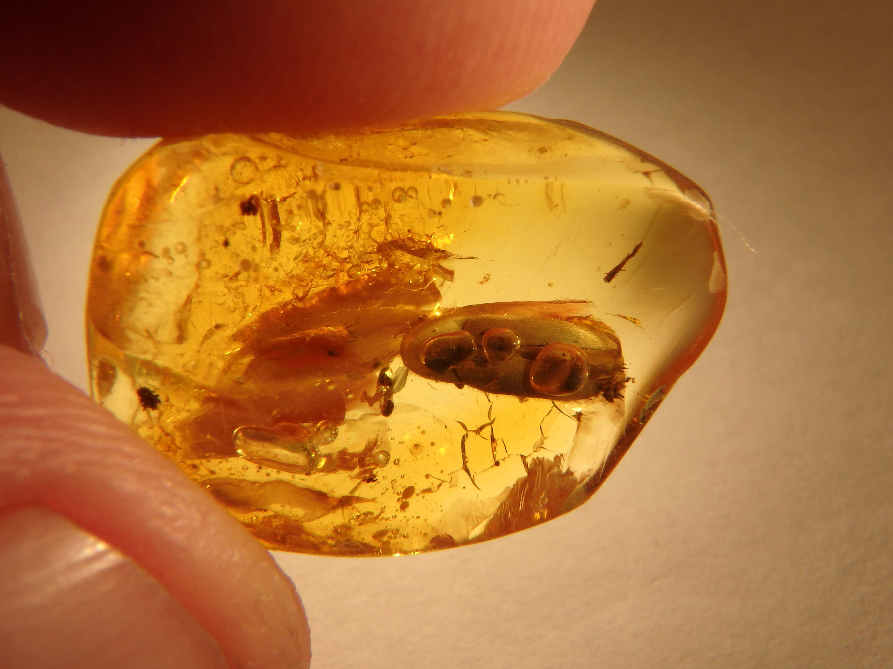 Baltic Amber Inclusion 4661 Large Click Beetle Elateridae. - Etsy