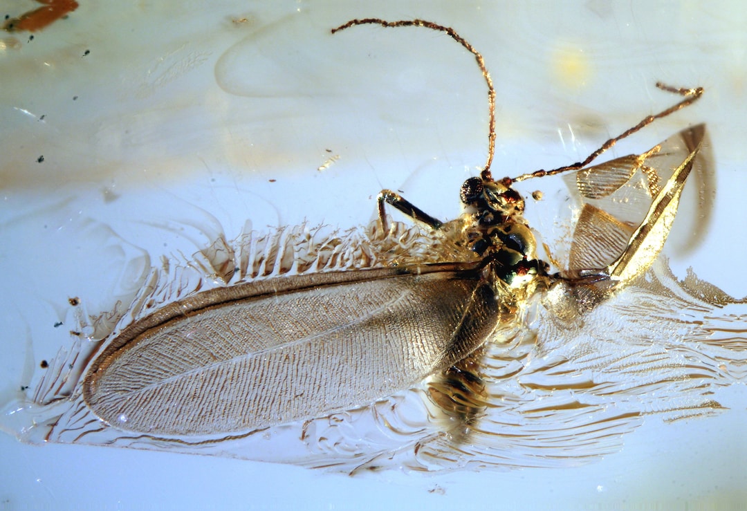 Baltic Amber Inclusion 8582 Scale Insect Coccid. Matsucoccidae ...