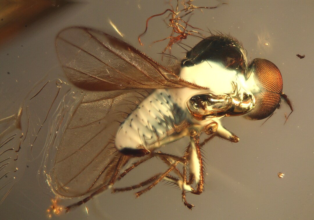 Baltic Amber Inclusion 8408 Rare Fly Microphorinae. Diptera. Genuine ...