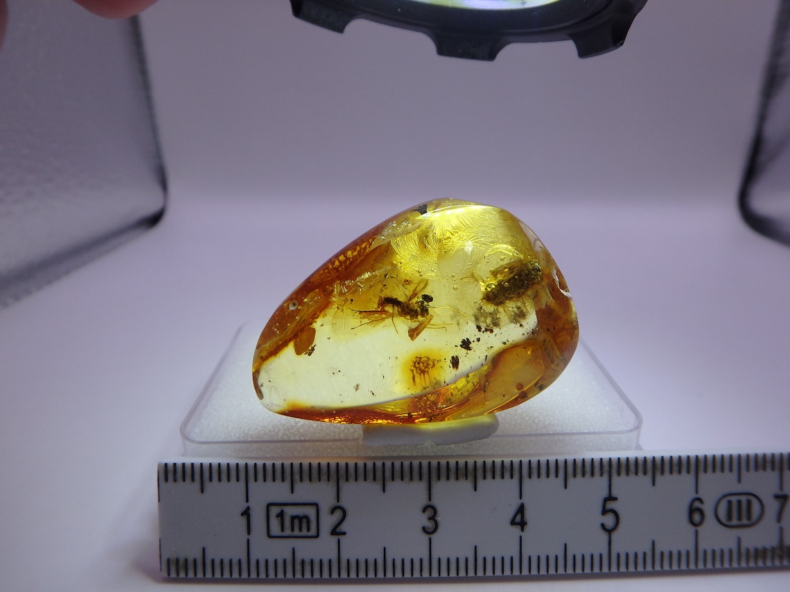 Baltic Amber Inclusion 9435 Large Rare Looking Fly + Ant Scene + More ...