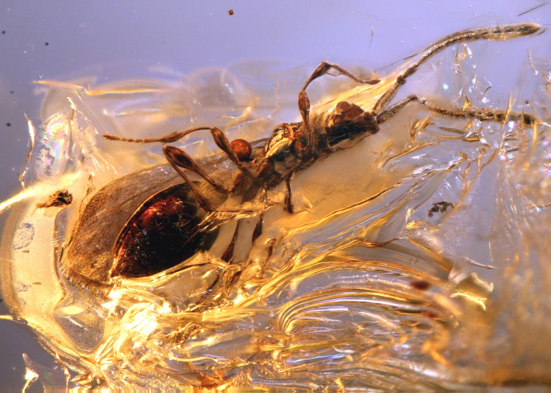 Baltic Amber Inclusion 8945 Nice Wasp. Probably Diapriidae. Hymenoptera ...
