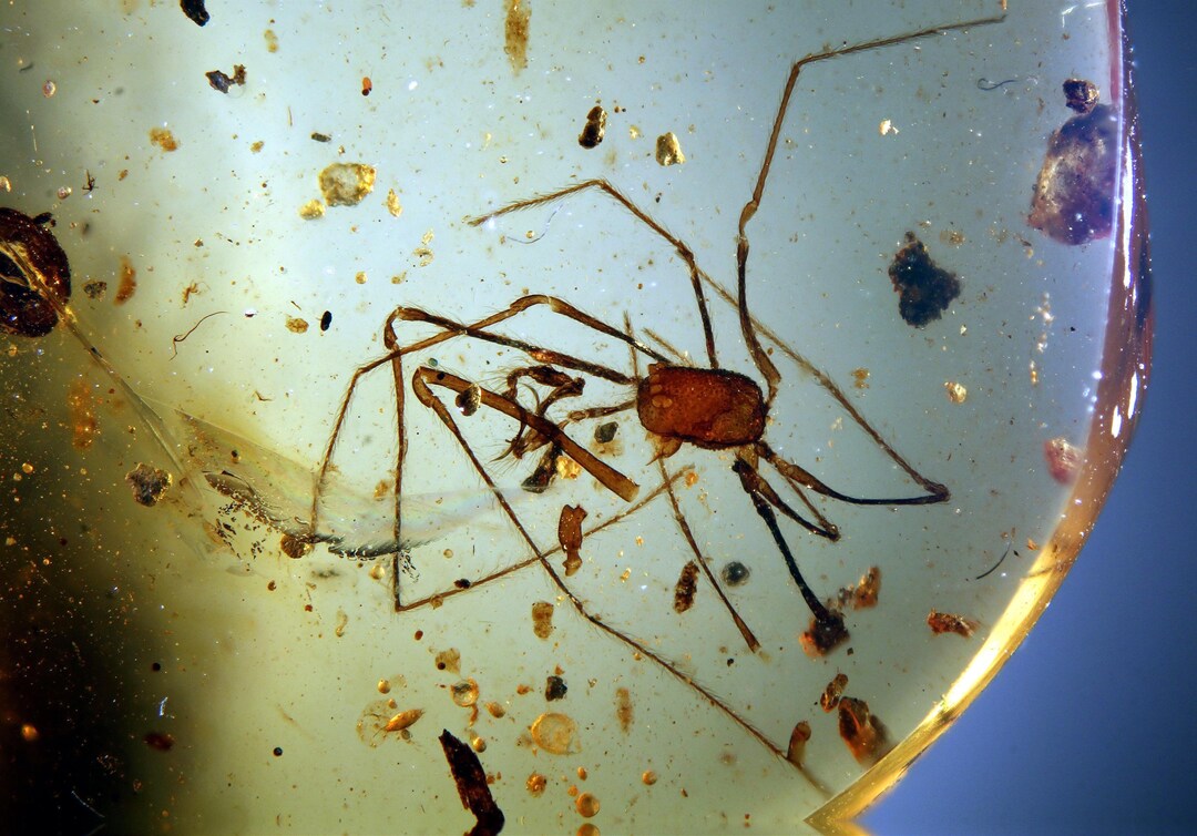 Burmite Amber Inclusion 9884 Nice Spider in Clear Stone. Rare Extinct ...