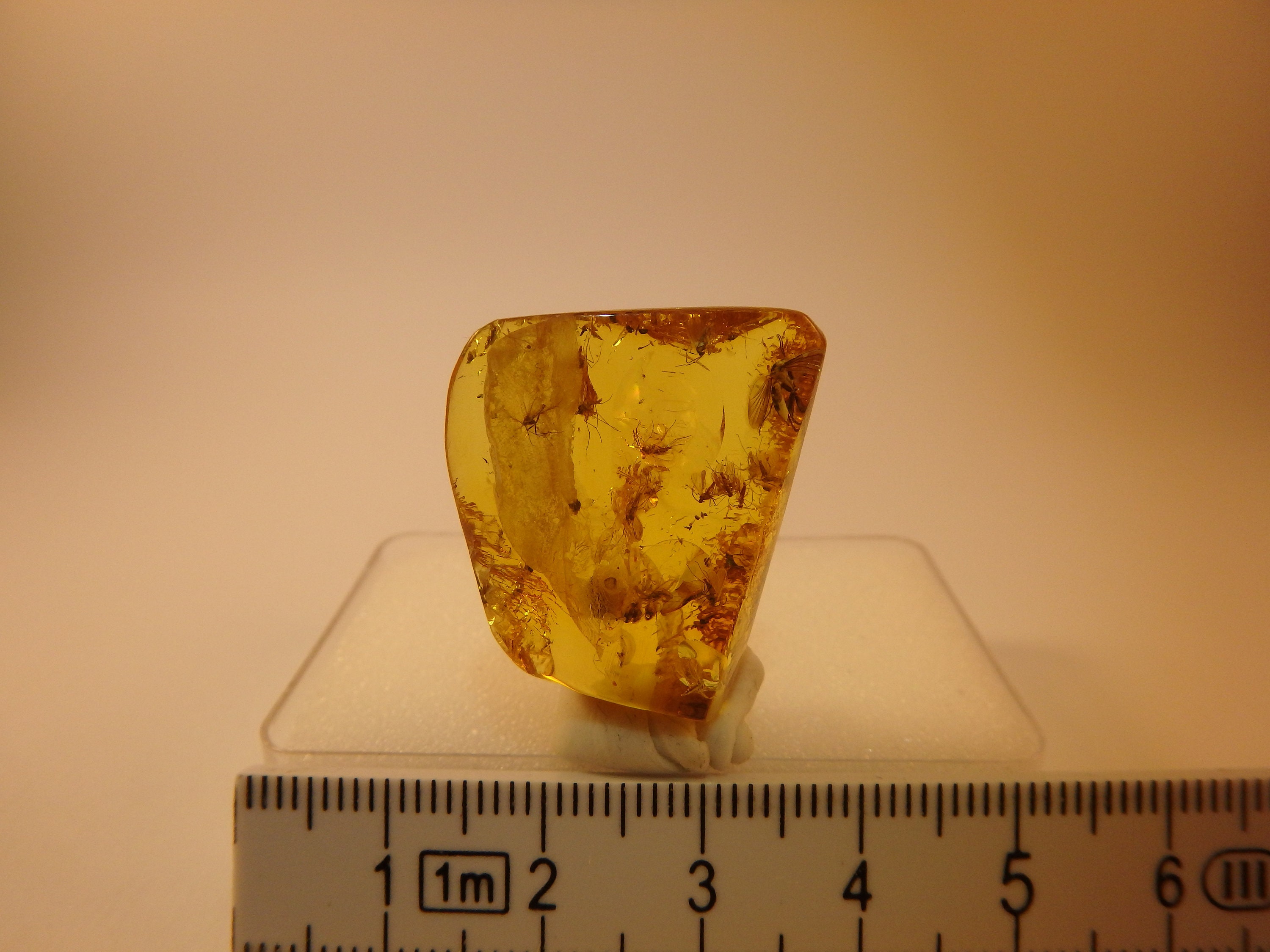 Baltic Amber Inclusion 7258 Super Swarm of 15 Gnats in Nice | Etsy