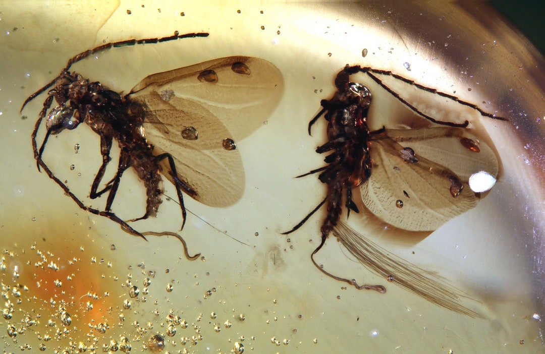 Burmite Amber Inclusion 8099 Amazing Scale Insects Coccids ...