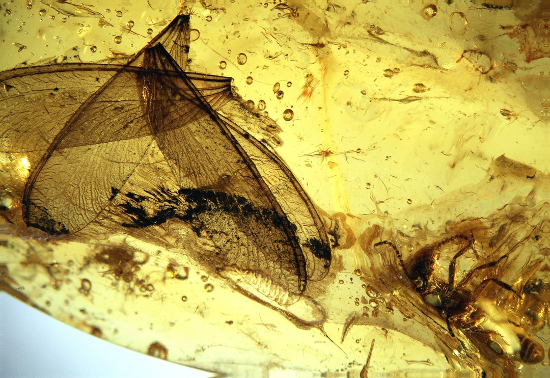 Baltic Amber Inclusion 8492 Rare Scene of Termite and His Dropped Wings ...