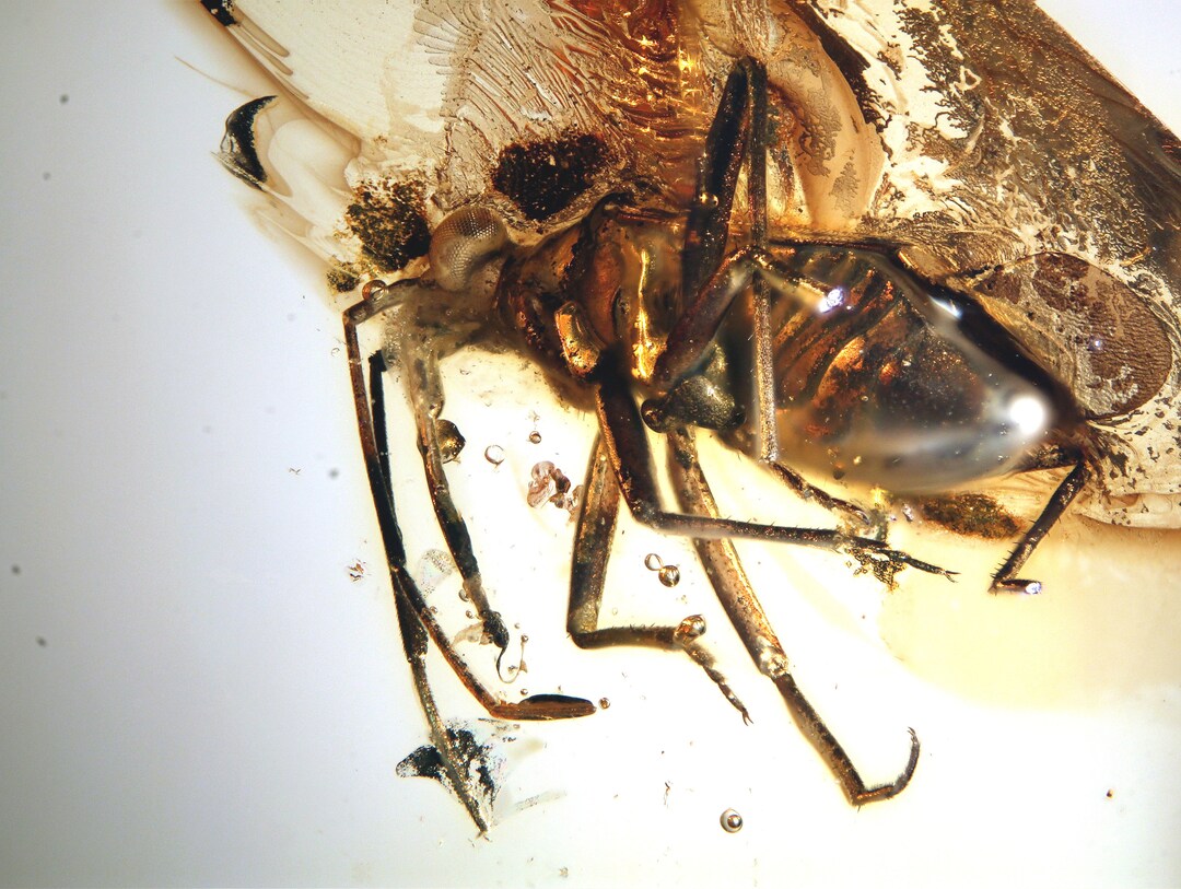 Baltic Amber Inclusion 8339 Rare Large True Bug Heteroptera. Hemiptera ...