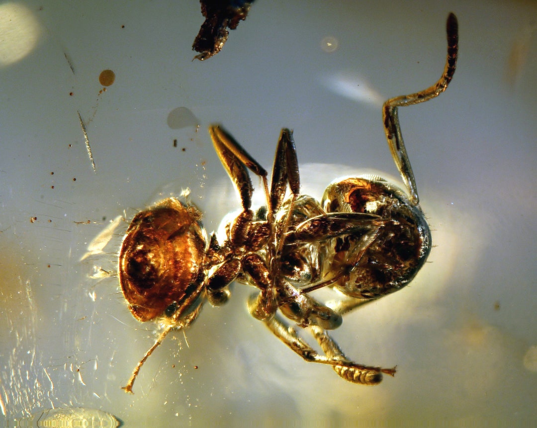 Baltic Amber Inclusion 9345 Nice Ant in Clear Amber Stone. Entomology ...
