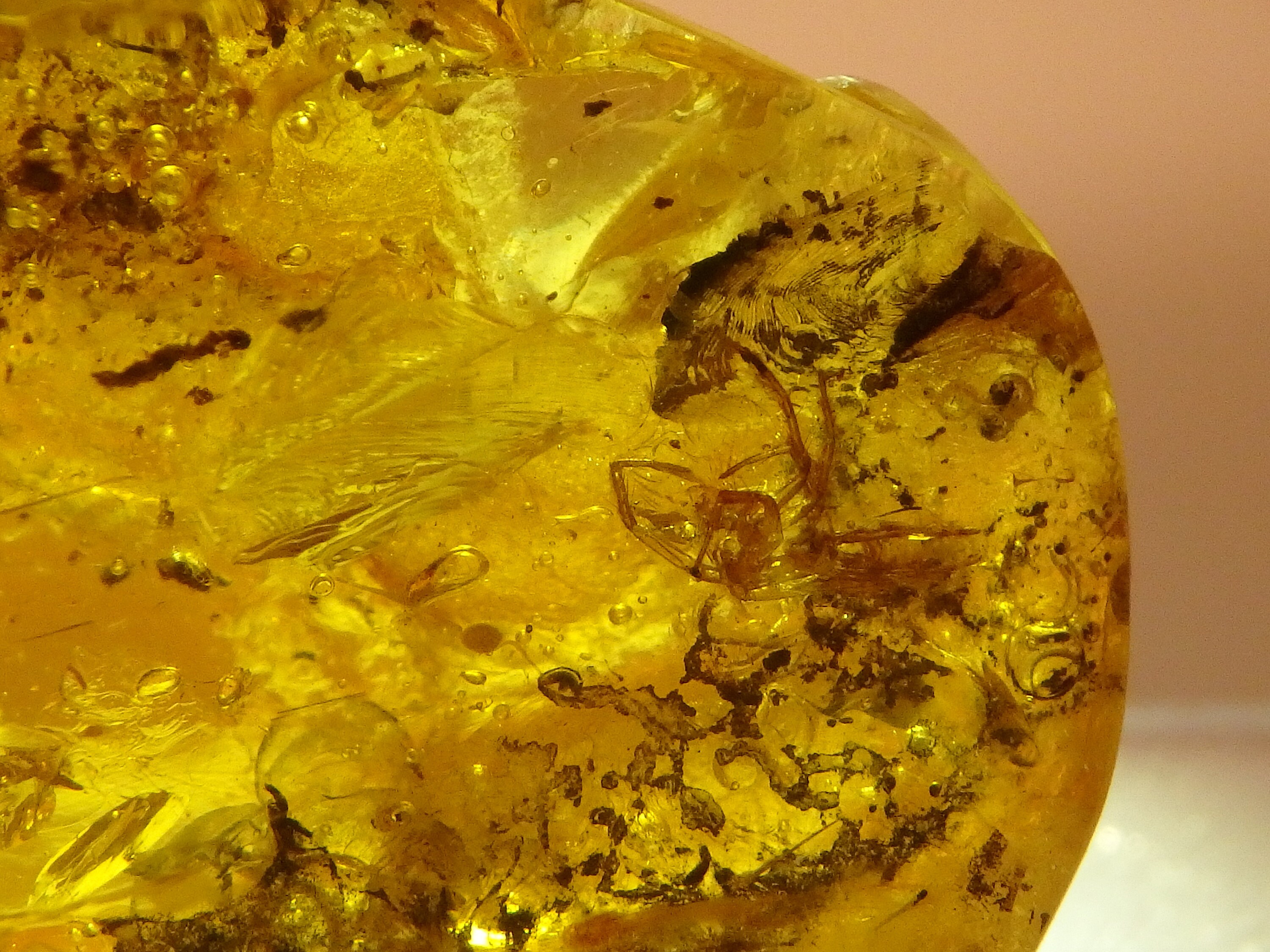 Baltic Amber Inclusion 6869 Large Spider Exuvia in Big Amber - Etsy