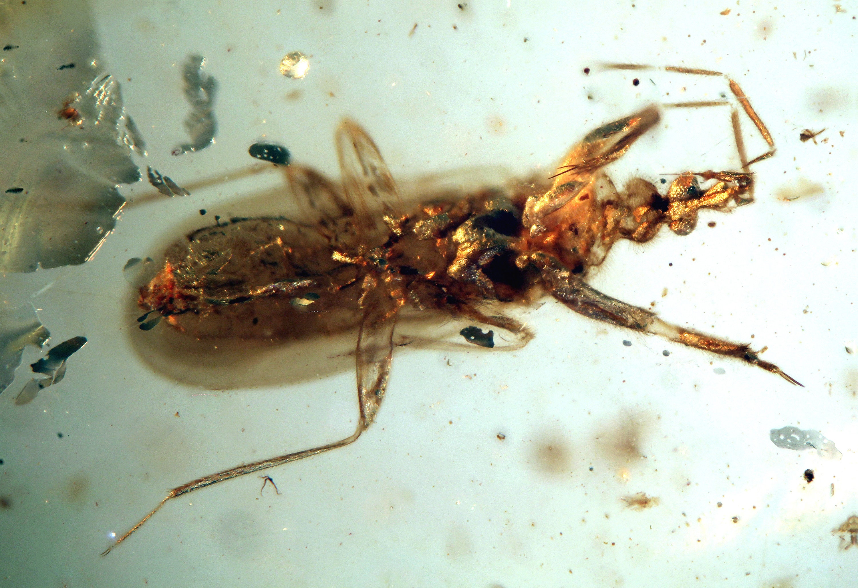 Cretaceous Period Insects