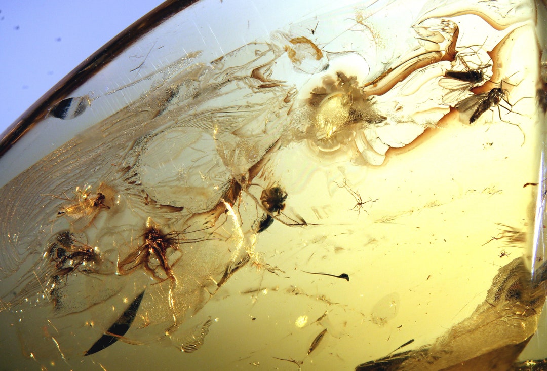 Baltic Amber Inclusion 7689 Rare Swarm OF Flies in Clear Amber ! Fossil ...