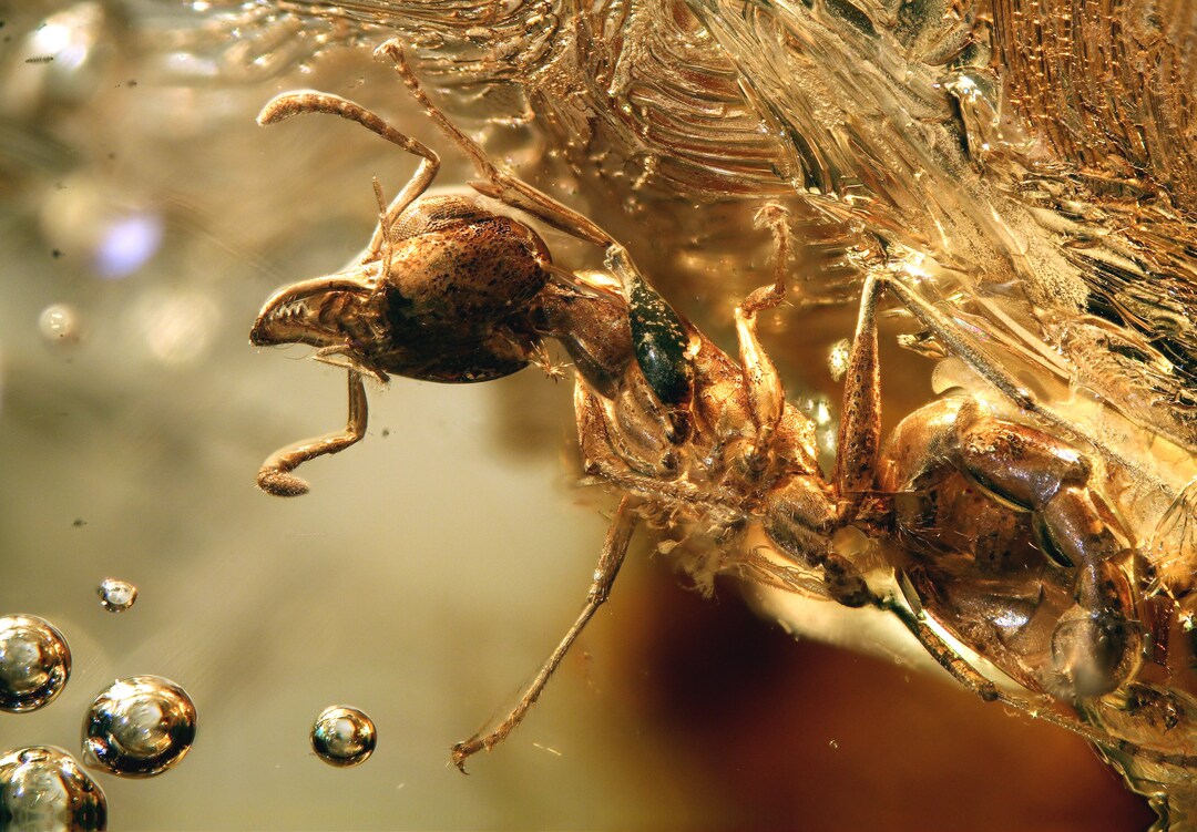 Baltic Amber Inclusion 7477 Rare Ant Gesomyrmex in Large Amber 7gram ...