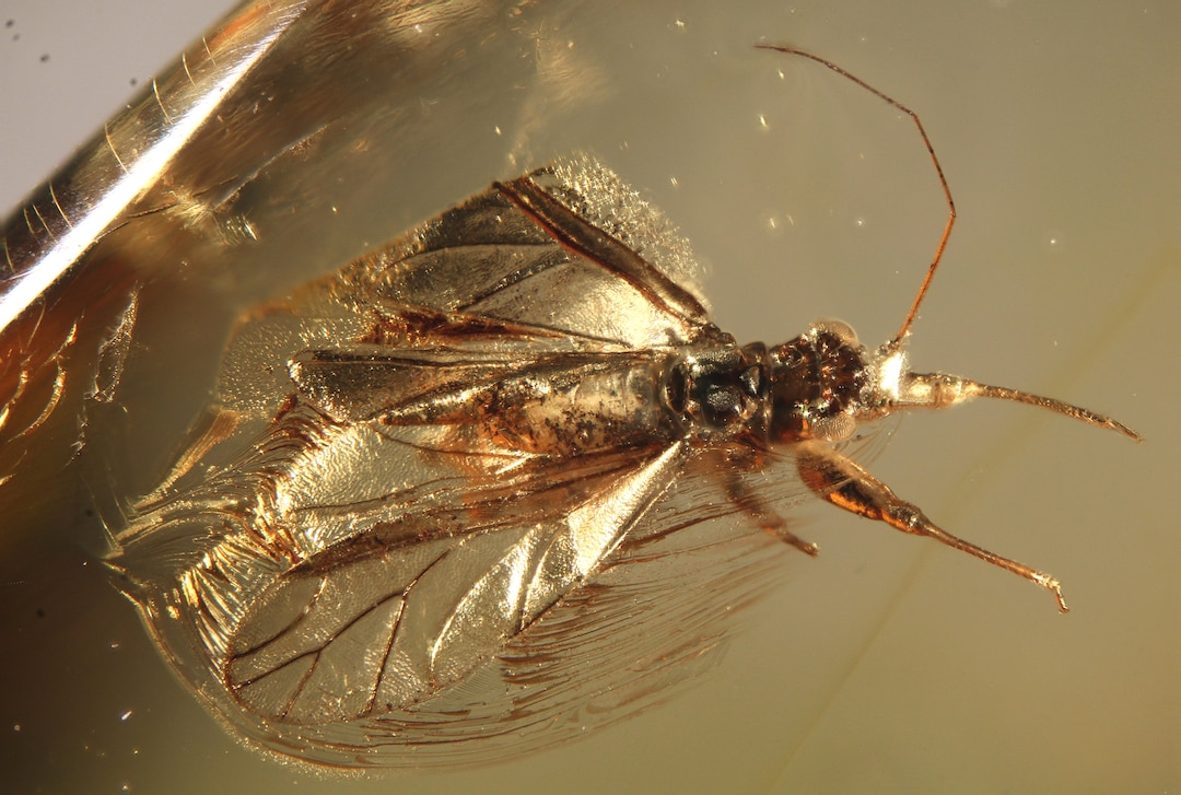 Baltic Amber Inclusion 6143 Perfect Winged Aphid Fossil Insect ...