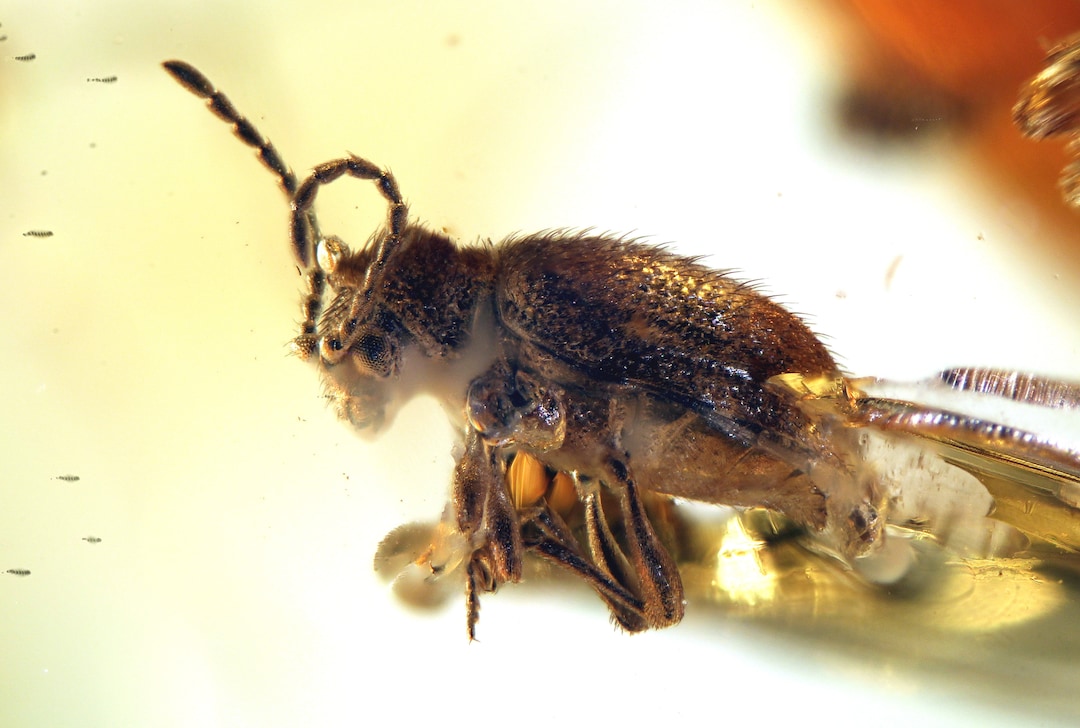Baltic Amber Inclusion 7978 Nice Beetle Ptinidae, Ptininae, Ptinus ...