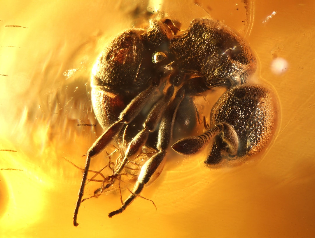 Baltic Amber Inclusion 8309 Very Rare Ant Bradoponera ( Proceratiinae ...