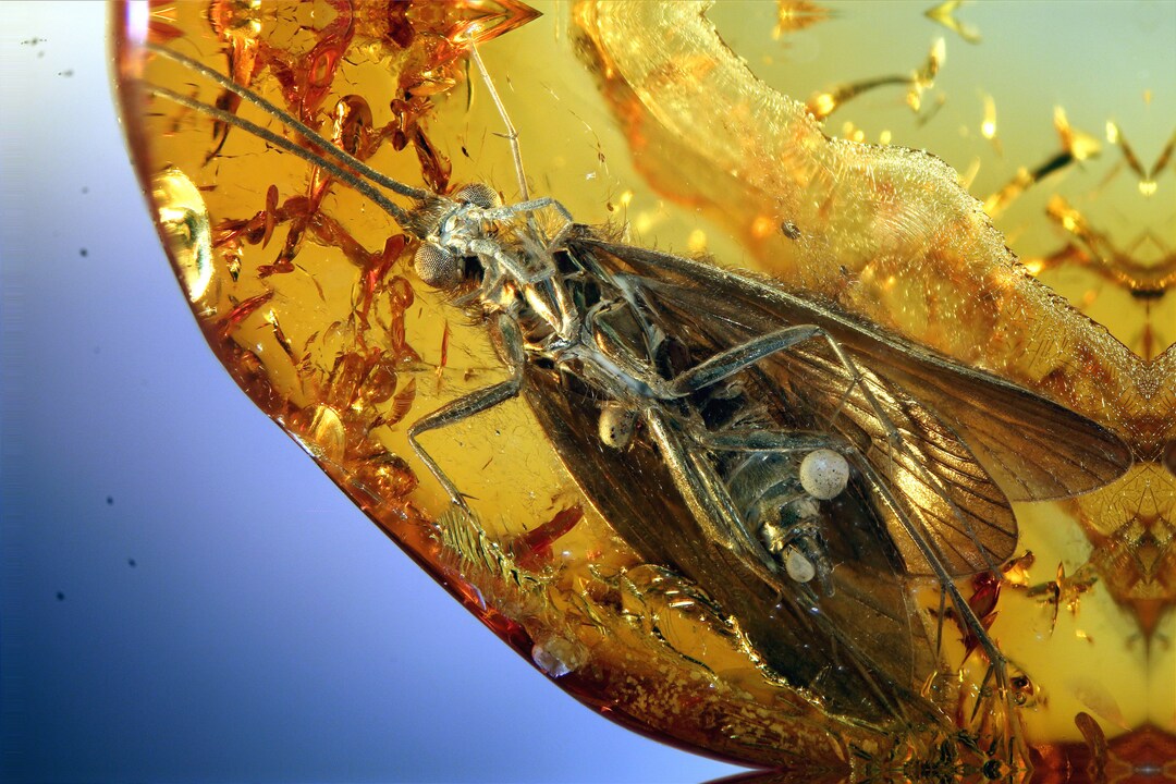 Baltic Amber Inclusion 8161 Perfect Caddis Fly Trichoptera. Genuine ...