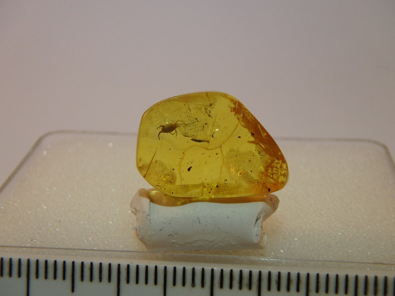 Baltic Amber Inclusion 7895 Perfect Long Legged Mite. - Etsy