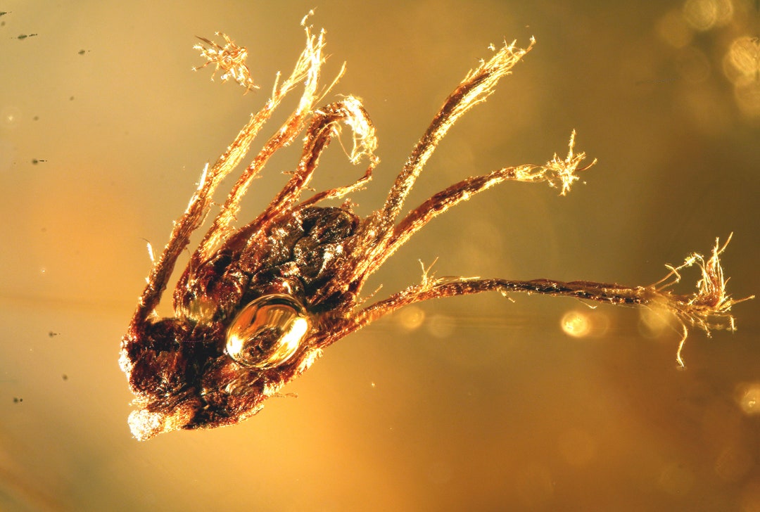 Baltic Amber Inclusion 8800 Rare Young Oak Flower, Seed Vessel + Large ...