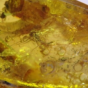 Baltic Amber Inclusion 8717 Rare Mayfly. Ephemeroptera. Collection ...